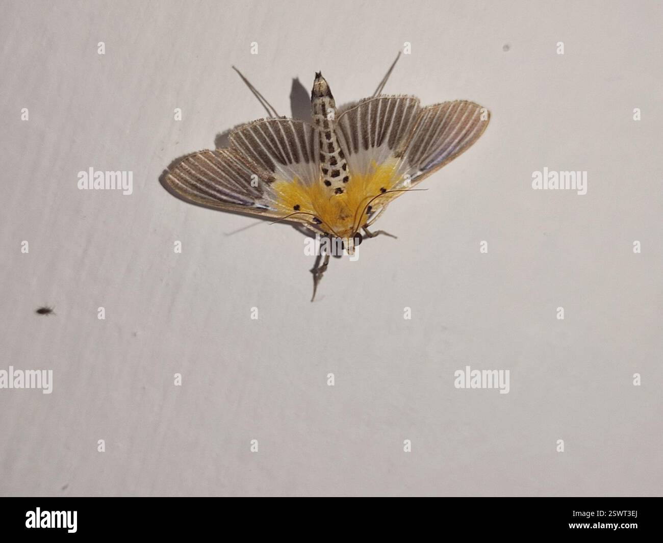 (Nevrina procopia), Insecta, Kerala, India Stock Photo - Alamy