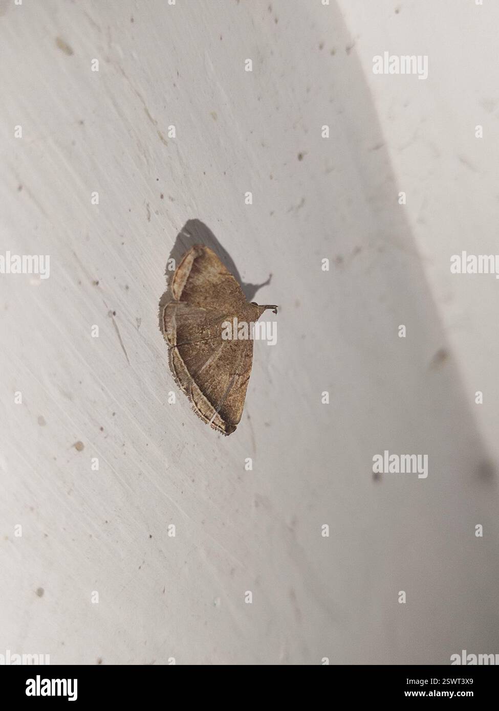 Litter Moths (Herminiinae), Insecta, Kerala, India Stock Photo - Alamy