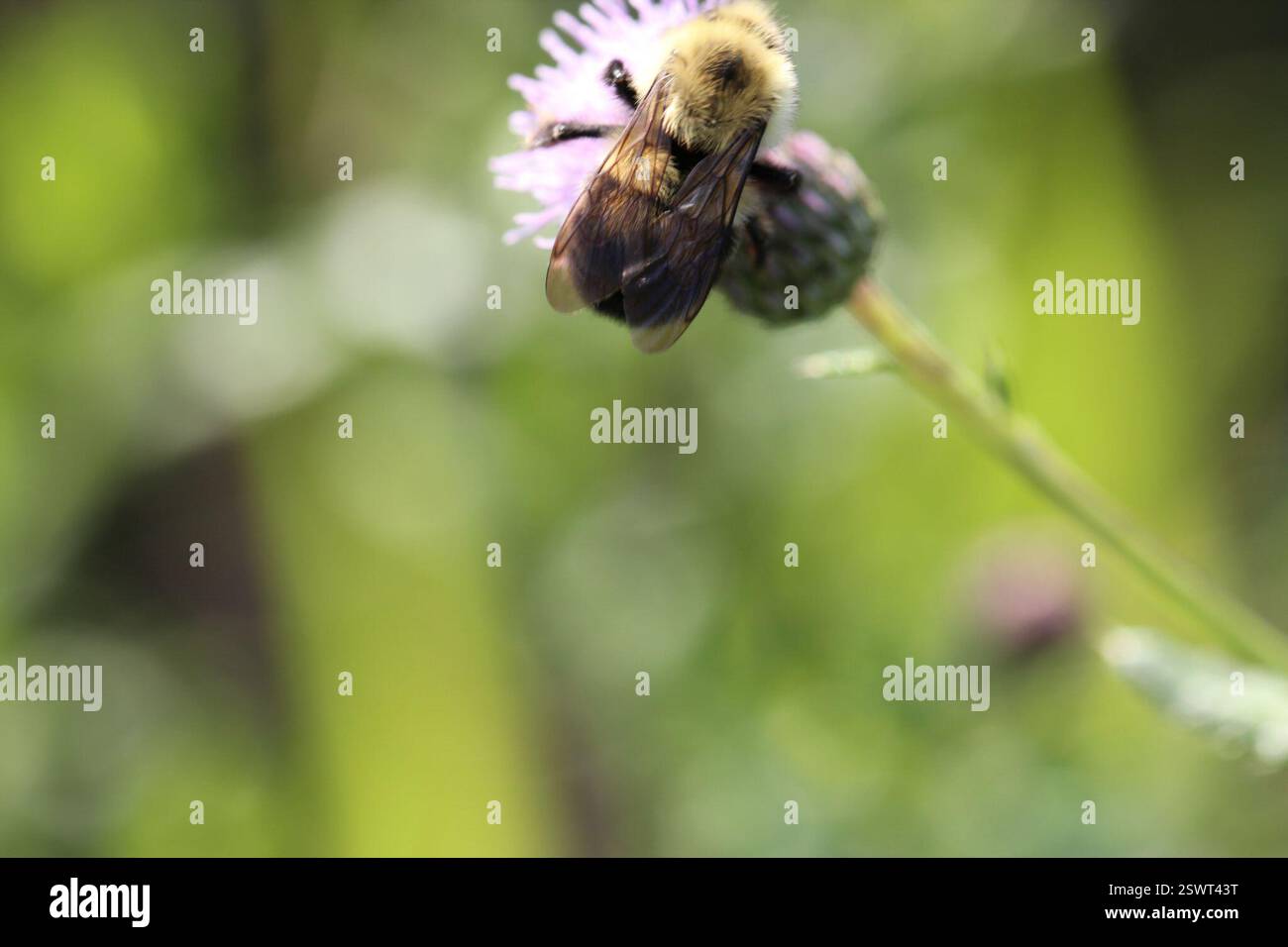 Two-spotted Bumble Bee (Bombus bimaculatus), Insecta, Rt. 30, .25 miles ...