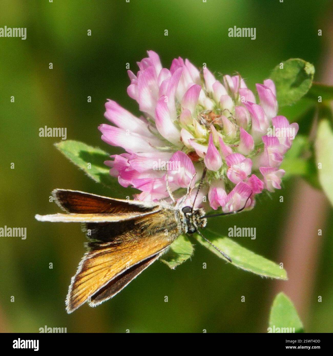 Essex Skipper (Thymelicus lineola), Insecta, 792 90 Sollerön, Sverige ...
