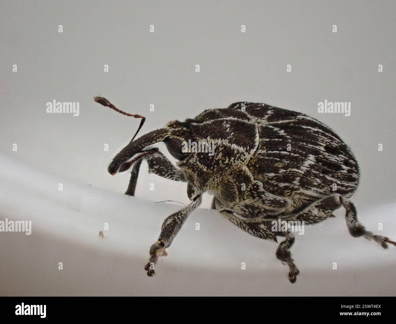 map weevil (Mogulones geographicus), Insecta, Lund Municipality, Sweden ...