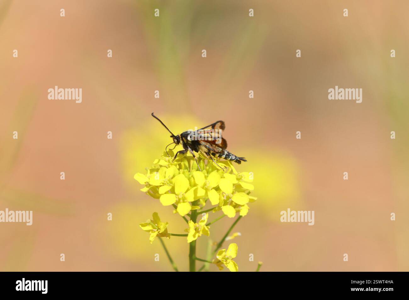 Fireweed Clearwing Moth (Albuna pyramidalis), Insecta, Black Mine Rd ...