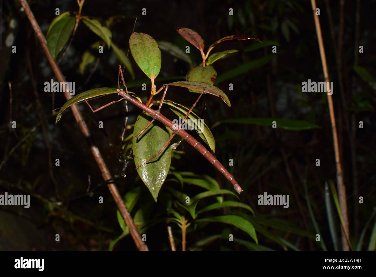 Stick Insects (Phasmida), Insecta, 中国浙江省杭州市临安区 Stock Photo - Alamy