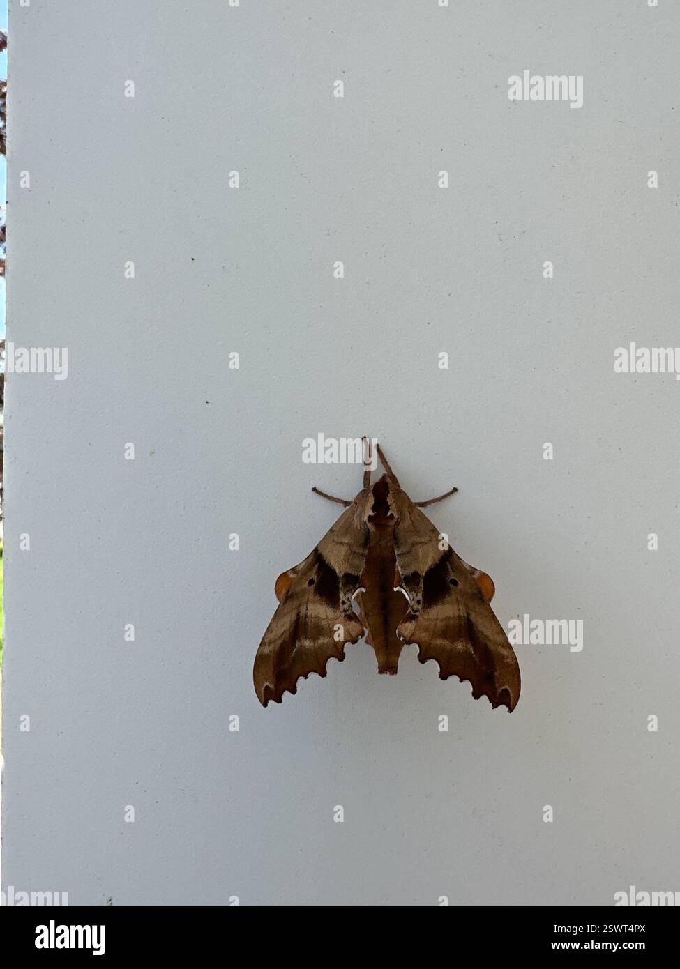 Blinded Sphinx (Paonias excaecata), Insecta, Willow St, Hantsport, NS ...