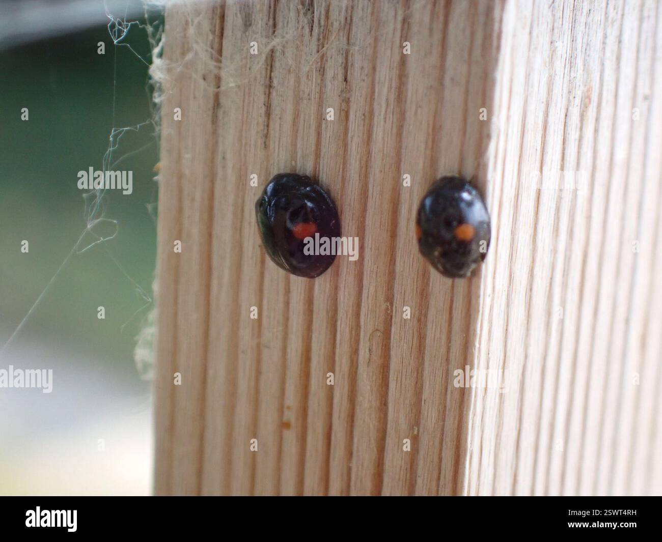 Twice-stabbed Lady Beetles (Chilocorus), Insecta, Val Marie, SK S0N 2T0 ...