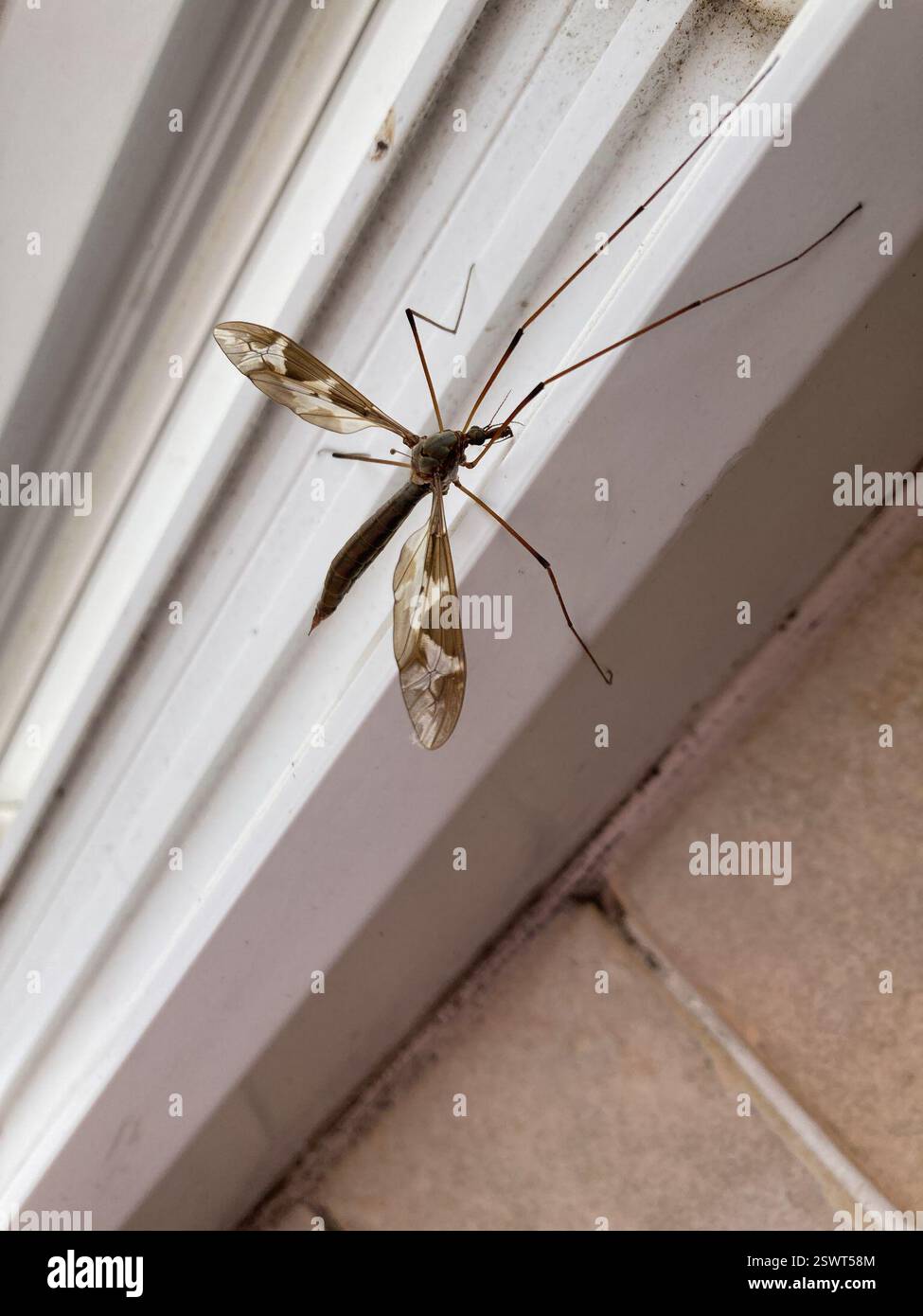 Morefields hi-res stock photography and images - Alamy