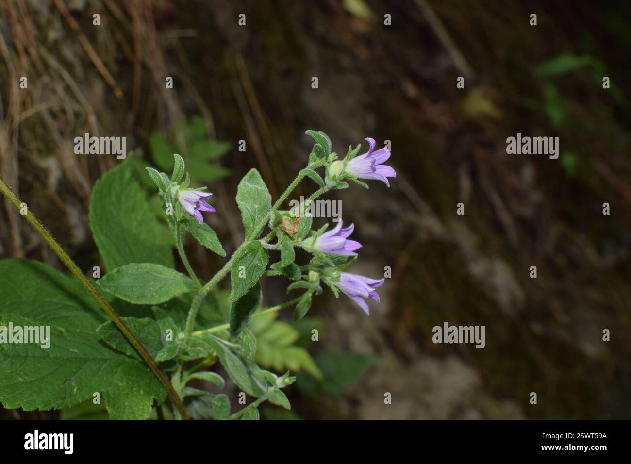 Purple Bellflower (Campanula pallida), Plantae, 中国贵州省贵阳市云岩区 Stock Photo ...