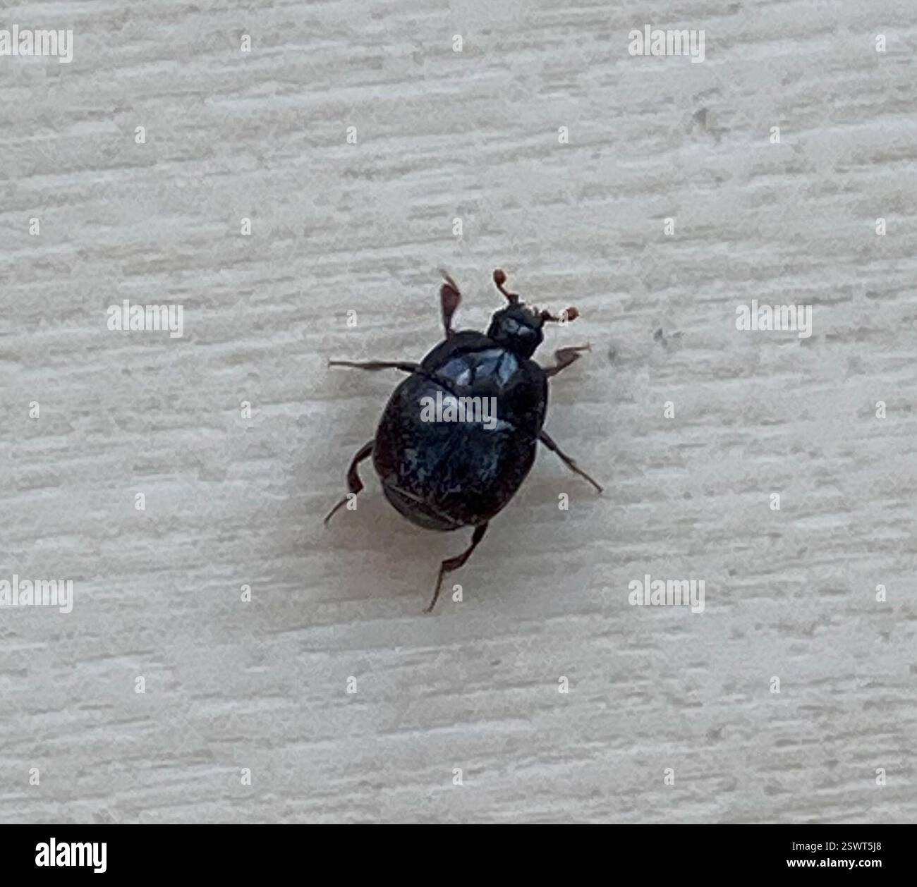 (Saprinus), Insecta, Сиреневый бульвар, Екатеринбург, Свердловская ...