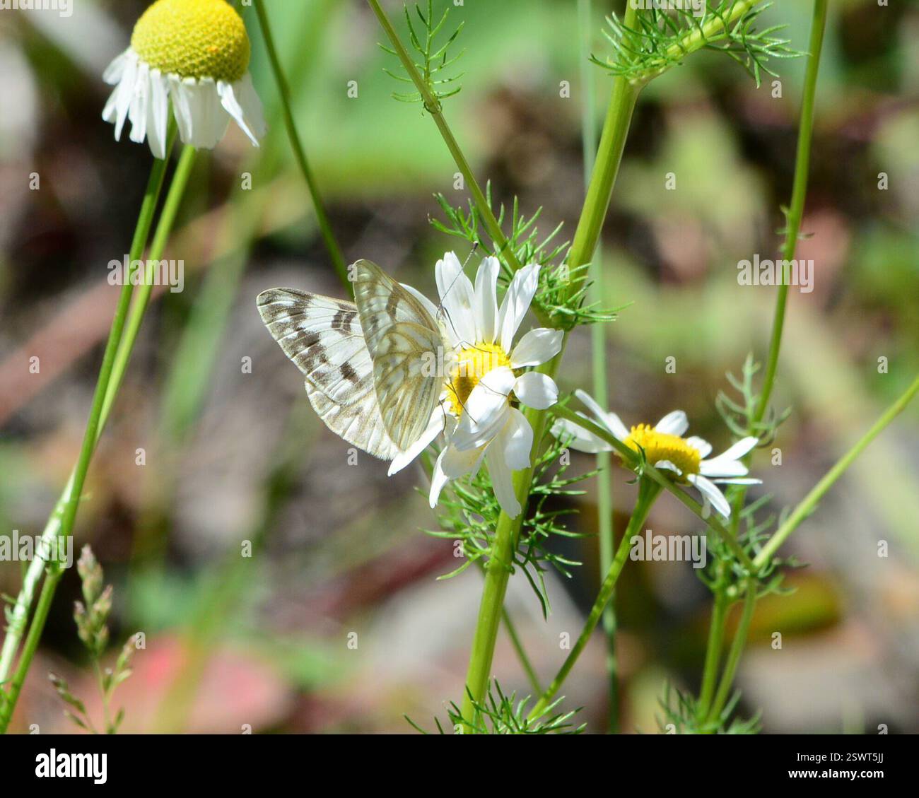 Western White (Pontia occidentalis), Insecta, Okanagan-Similkameen, BC ...