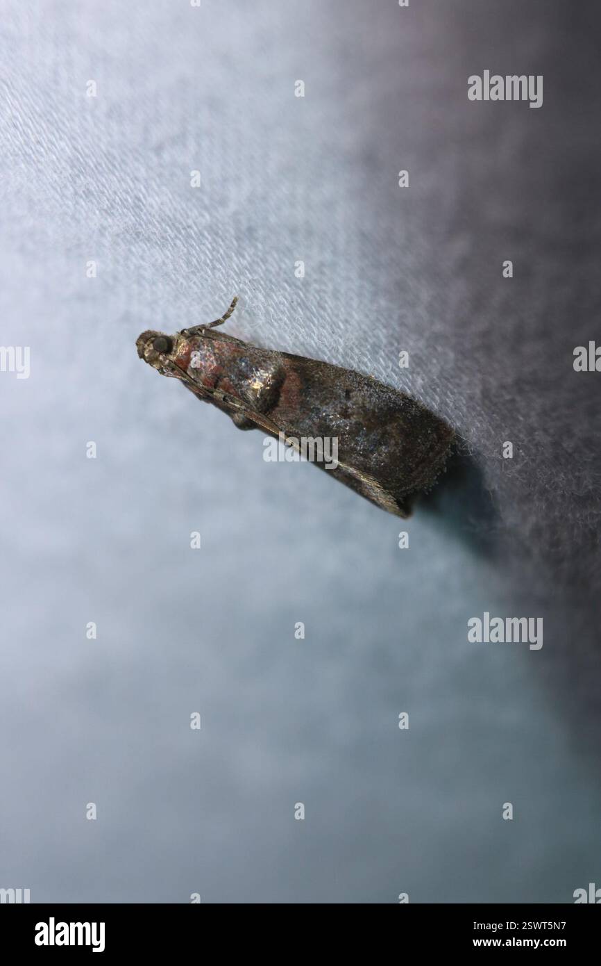 Hickory Leafstem Borer Moth (Acrobasis angusella), Insecta, Mile Island ...