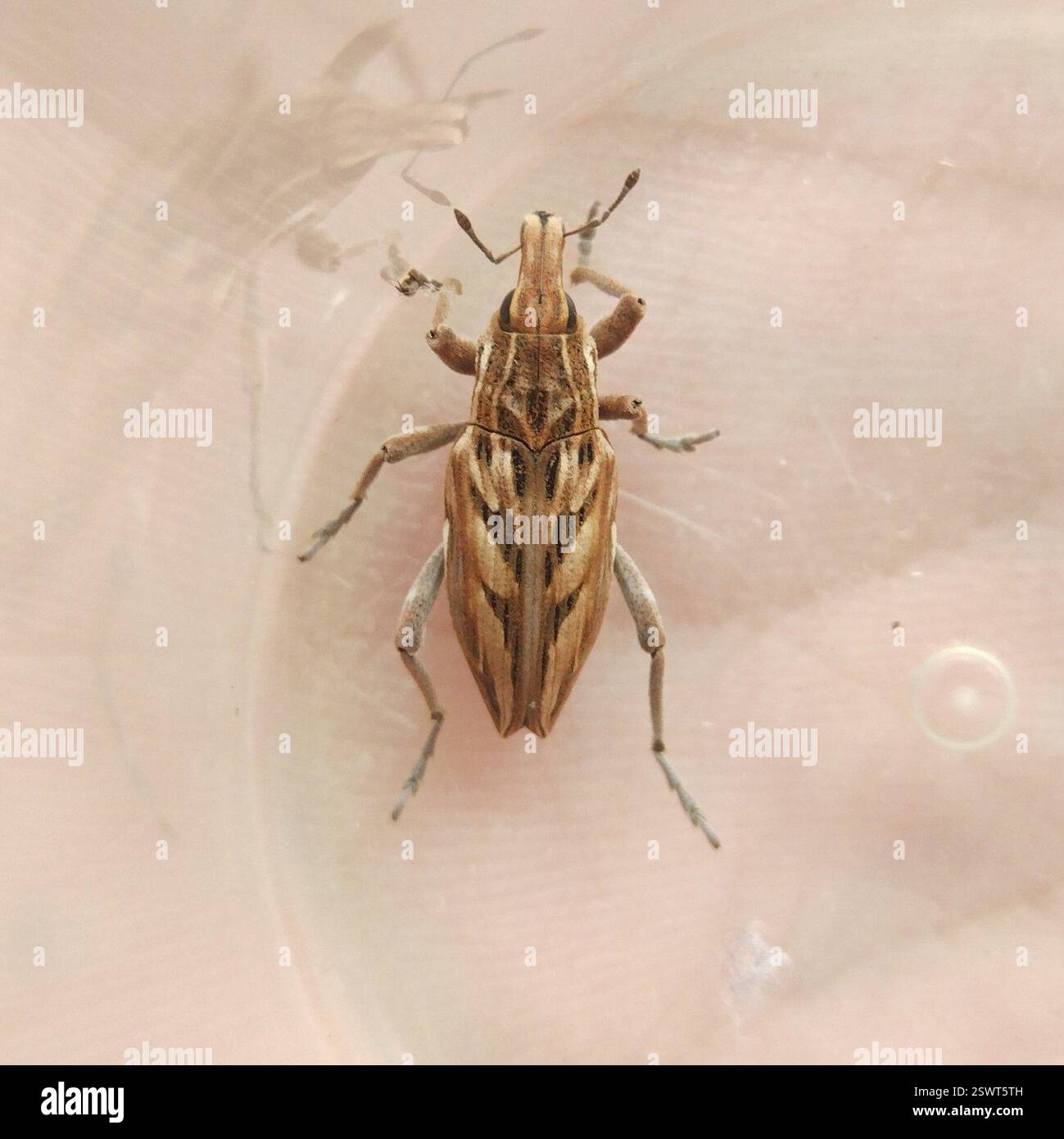 (Coniocleonus nigrosuturatus), Insecta, 9112, Bulgaria Stock Photo - Alamy