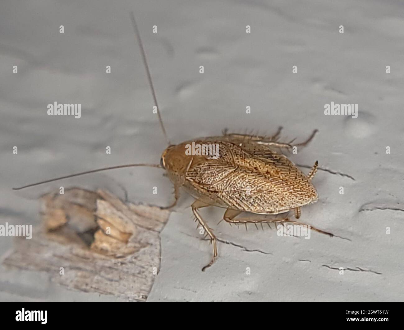 Tawny Cockroach (Ectobius pallidus), Insecta, Glen Arbor, MI 49636, USA ...