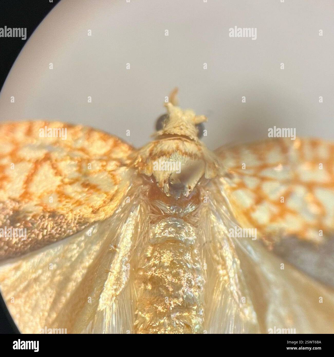 Maple Leaftier Moth (Acleris forsskaleana), Insecta, Bruce St, Sault ...