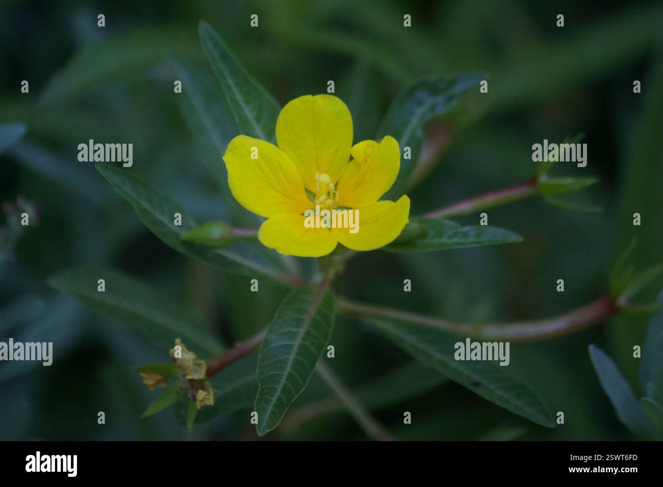 floating primrose-willow (Ludwigia peploides), Plantae, Puddingstone ...