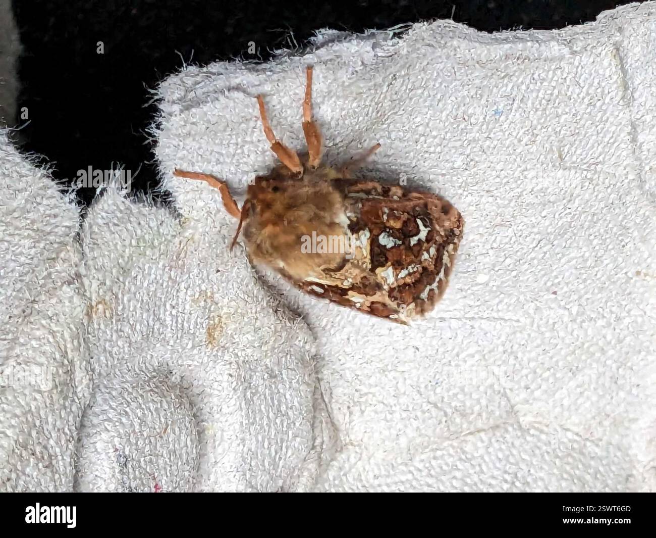 Map-winged Swift (Korscheltellus fusconebulosa), Insecta, Little ...