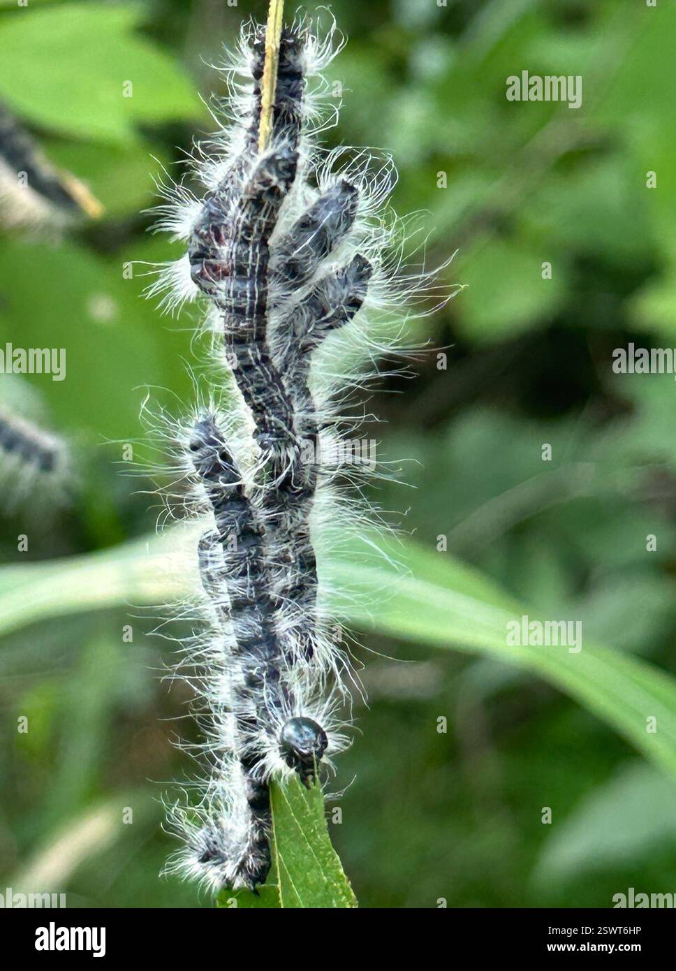 Walnut Caterpillar Moth (Datana integerrima), Insecta, S Occoneechee St ...