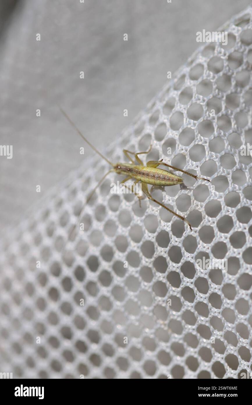 Italian Tree Cricket (Oecanthus pellucens), Insecta, La Frette, France ...