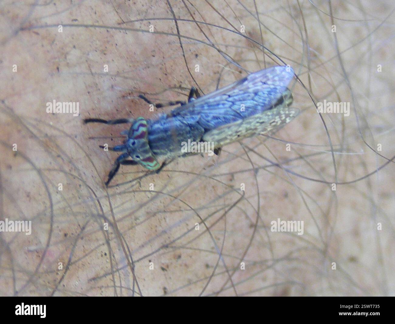 Leeuwpan hi-res stock photography and images - Alamy