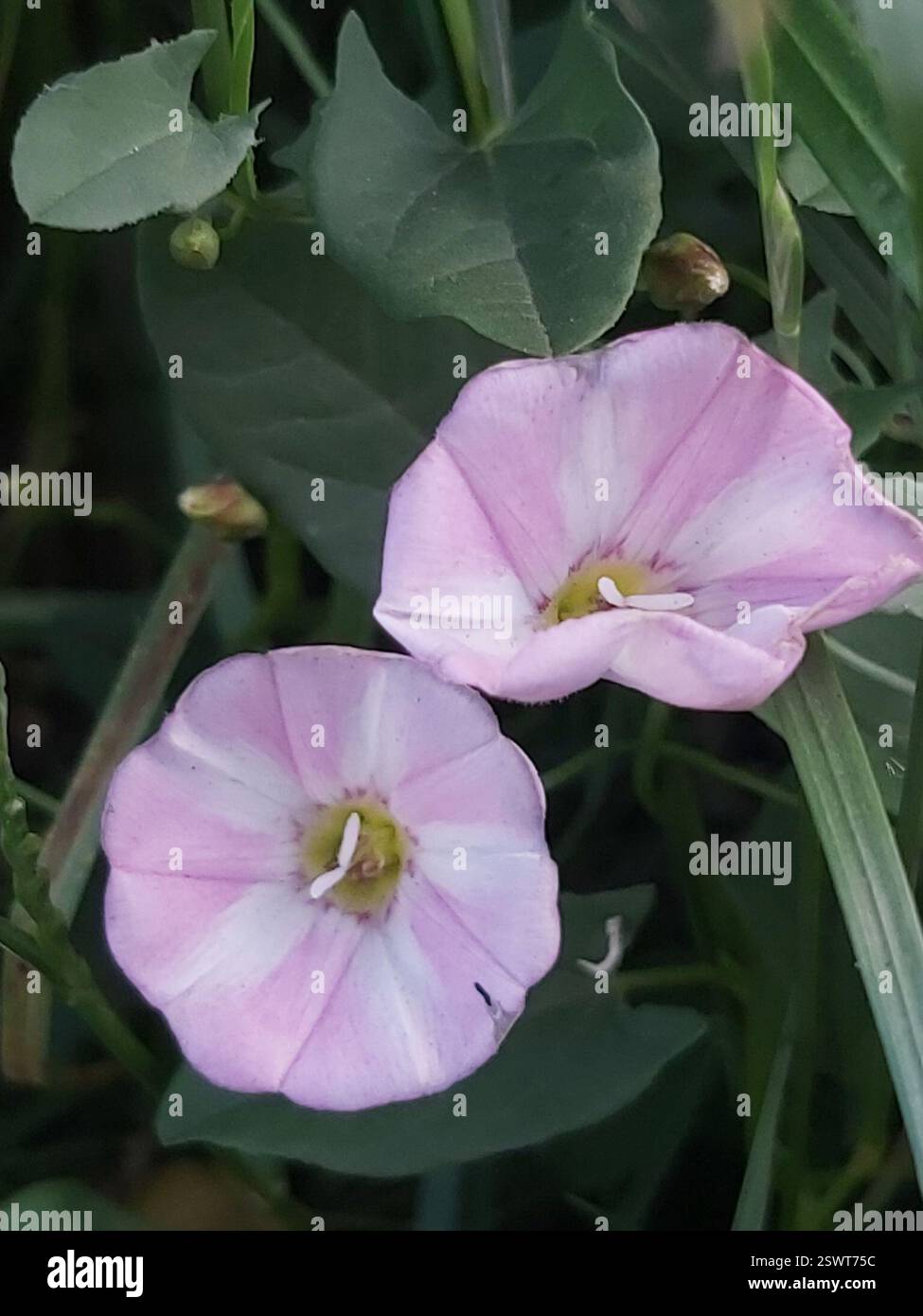 field bindweed (Convolvulus arvensis), Plantae, Oldland Common Stock ...
