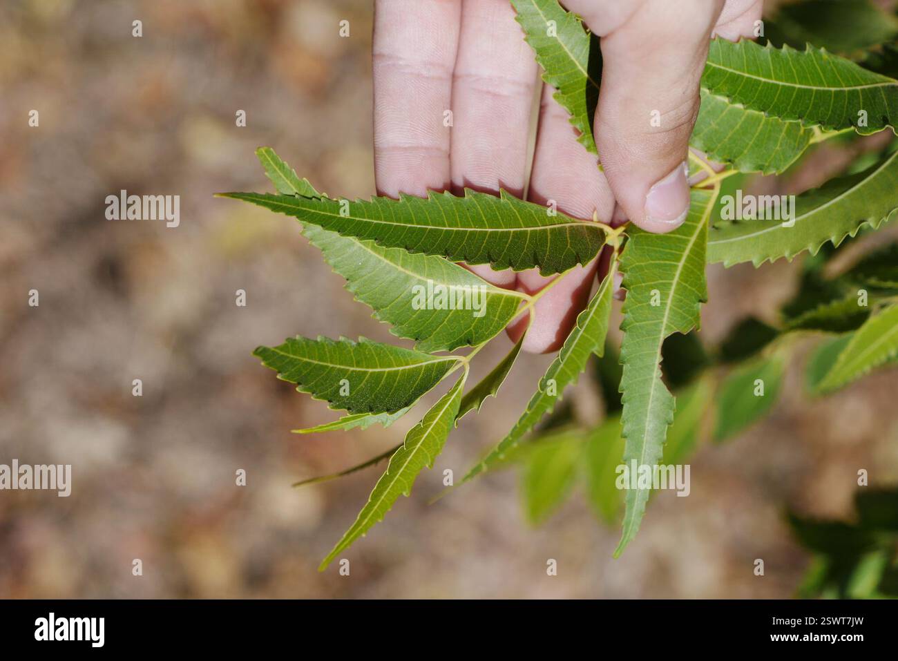 Neem (Azadirachta indica), Plantae, Phillips Camp Rd, Jarvisfield, QLD ...