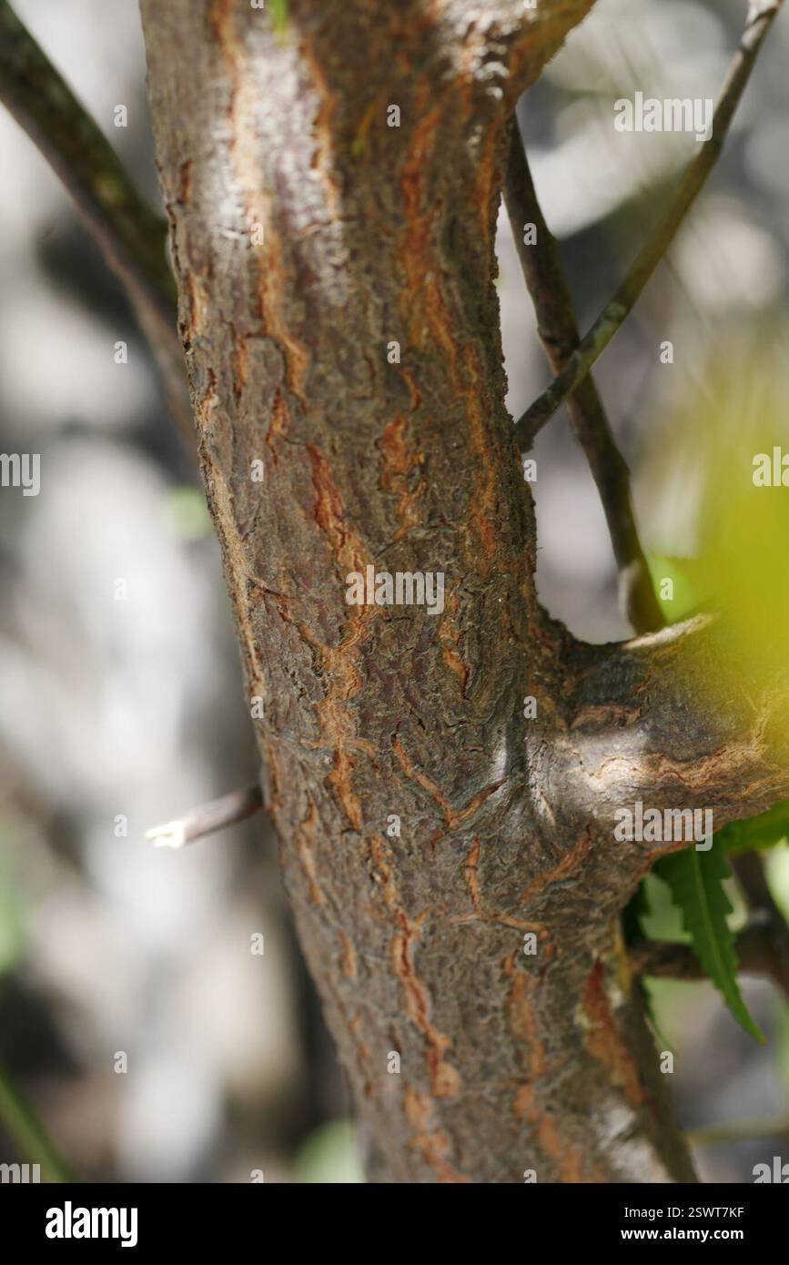 Neem (Azadirachta indica), Plantae, Phillips Camp Rd, Jarvisfield, QLD ...