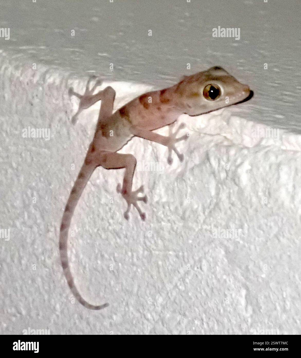 Yellow Fan-fingered Gecko (Ptyodactylus hasselquistii), Reptilia ...