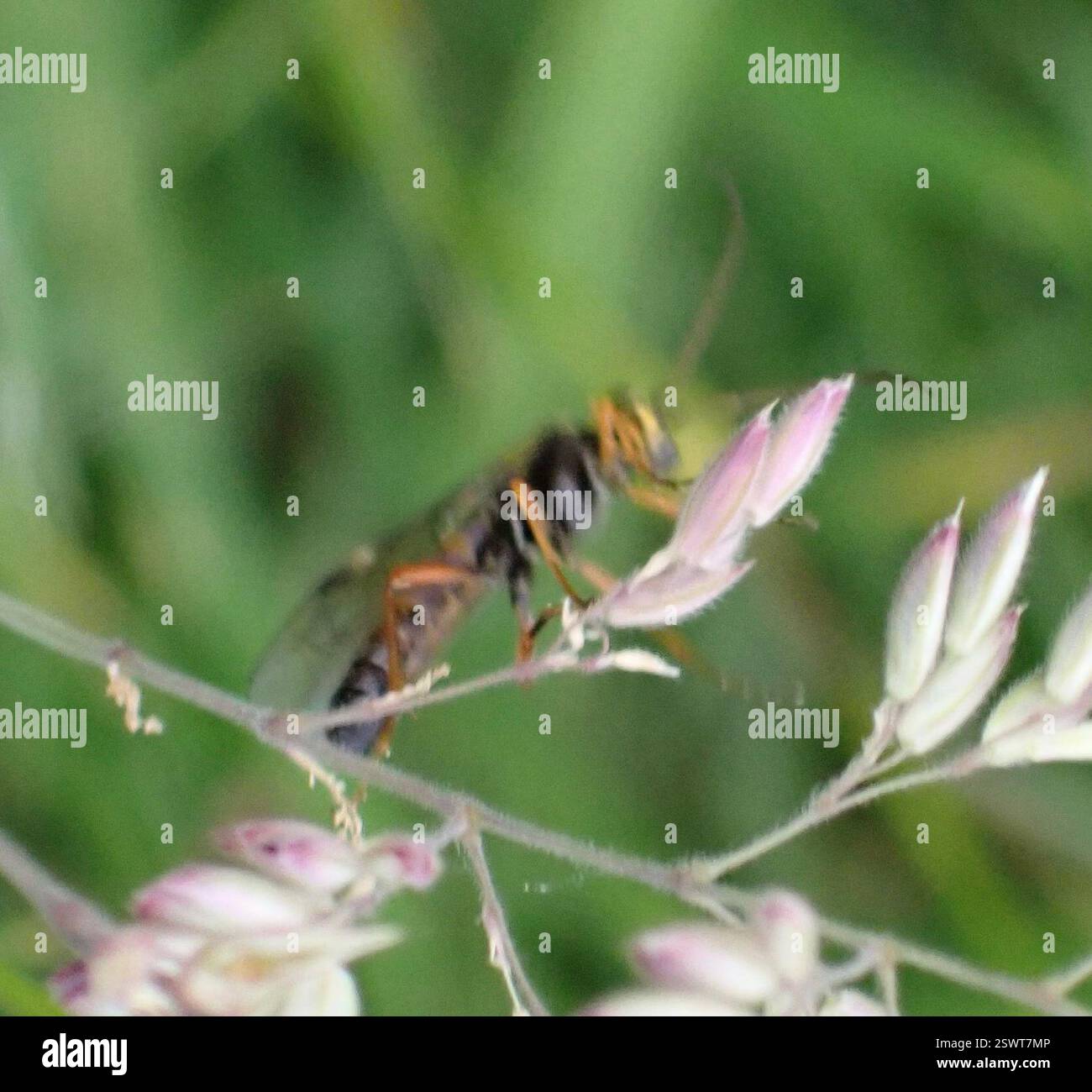 Ants, Bees, Wasps, and Sawflies (Hymenoptera), Insecta, Tigh-na-Sith ...