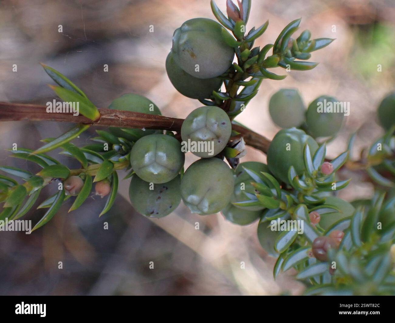 common juniper (Juniperus communis), Plantae, Thompson-Nicola, BC ...