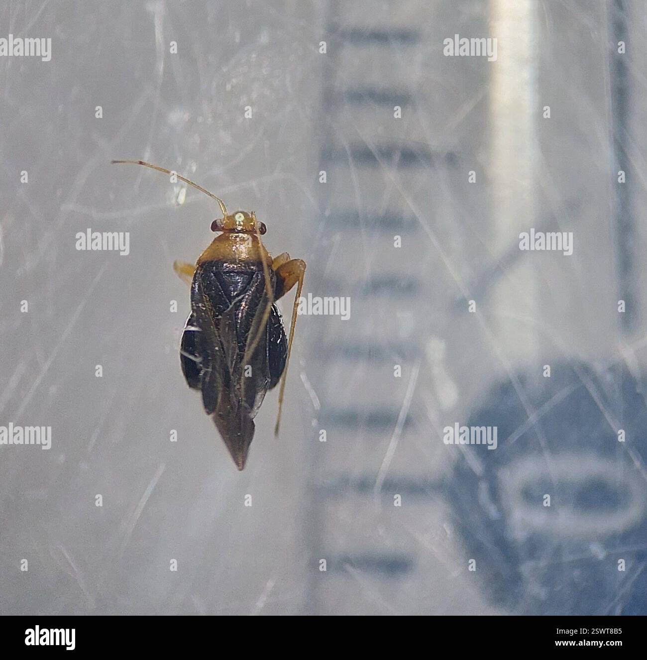 Luteicollis hi-res stock photography and images - Alamy