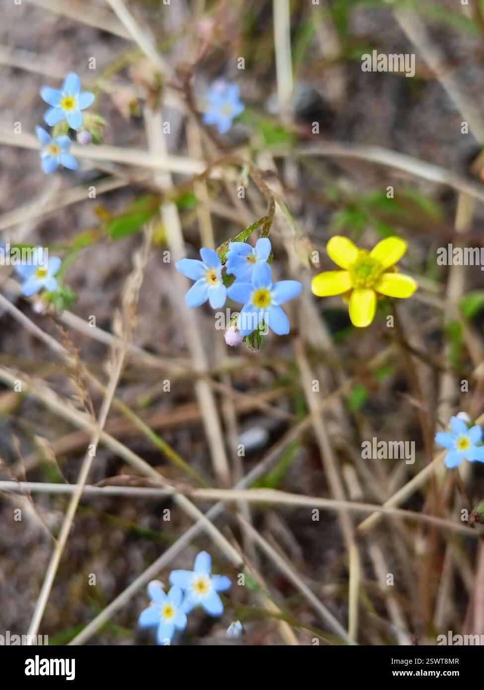 Tufted Forget-me-not (Myosotis laxa cespitosa), Plantae, Лахденпохский ...