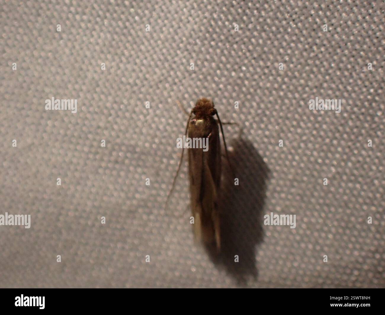 Case-bearing Clothes Moth (Tinea pellionella), Insecta, Val Marie No ...