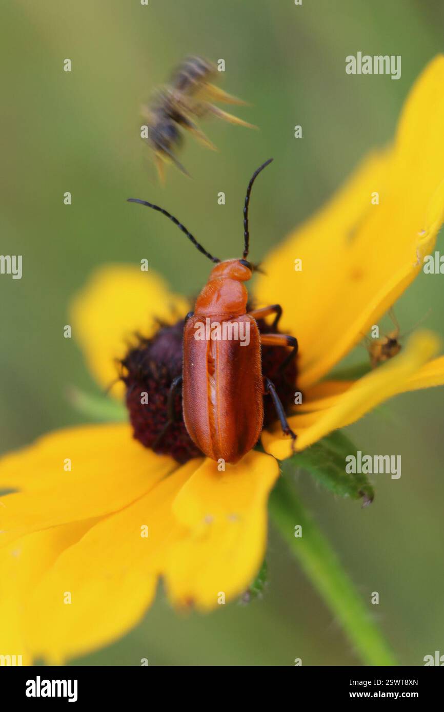 Orange Blister Beetle (Zonitis vittigera), Insecta, Medway, London, ON ...