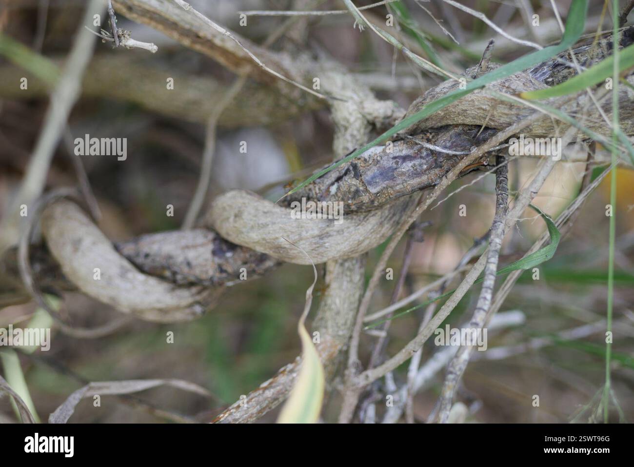Lolly Bush (Clerodendrum floribundum), Plantae, Jarvisfield, QLD, AU ...