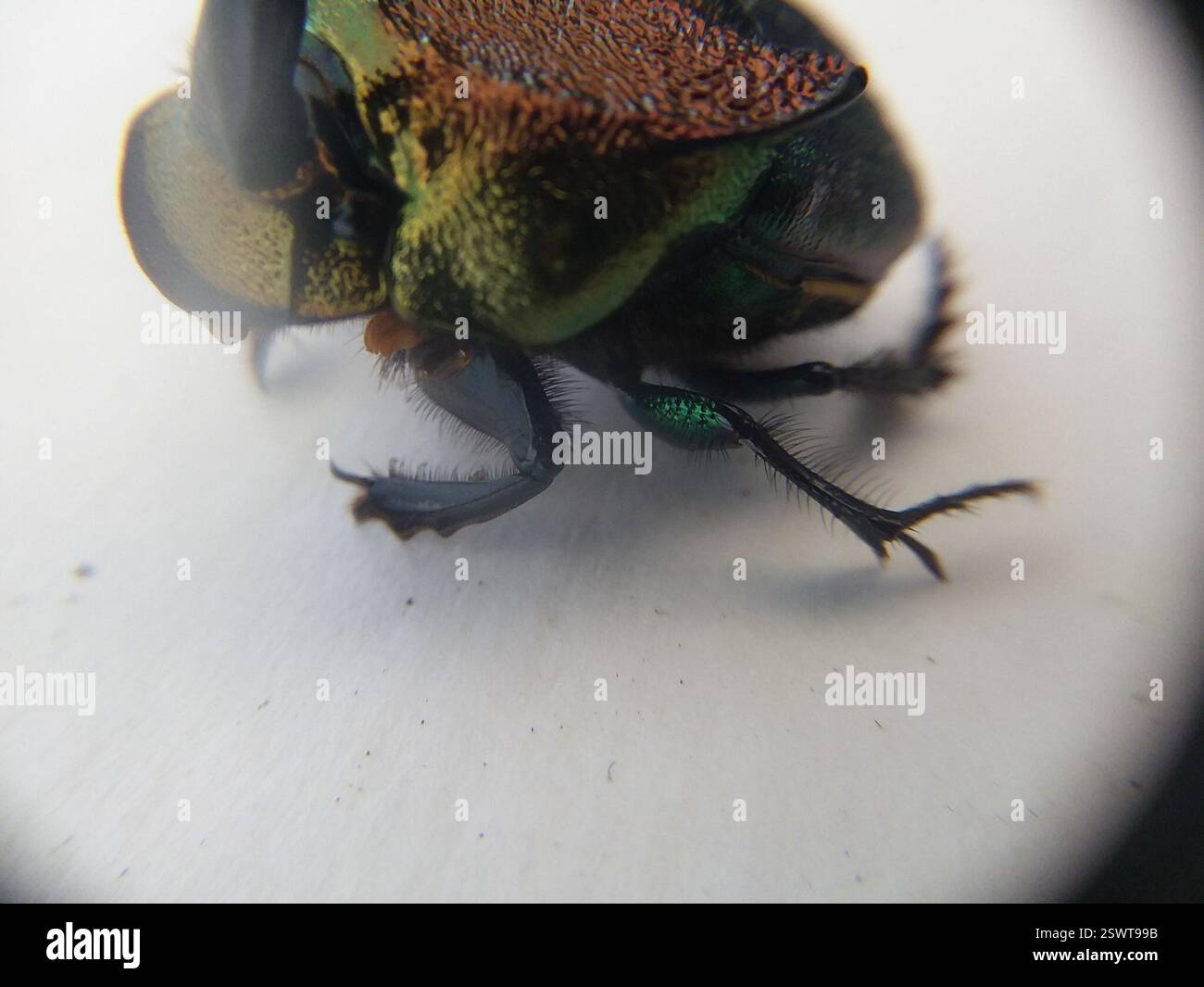 Rainbow Scarab (Phanaeus vindex), Insecta, Windsor Forest, Savannah, GA ...