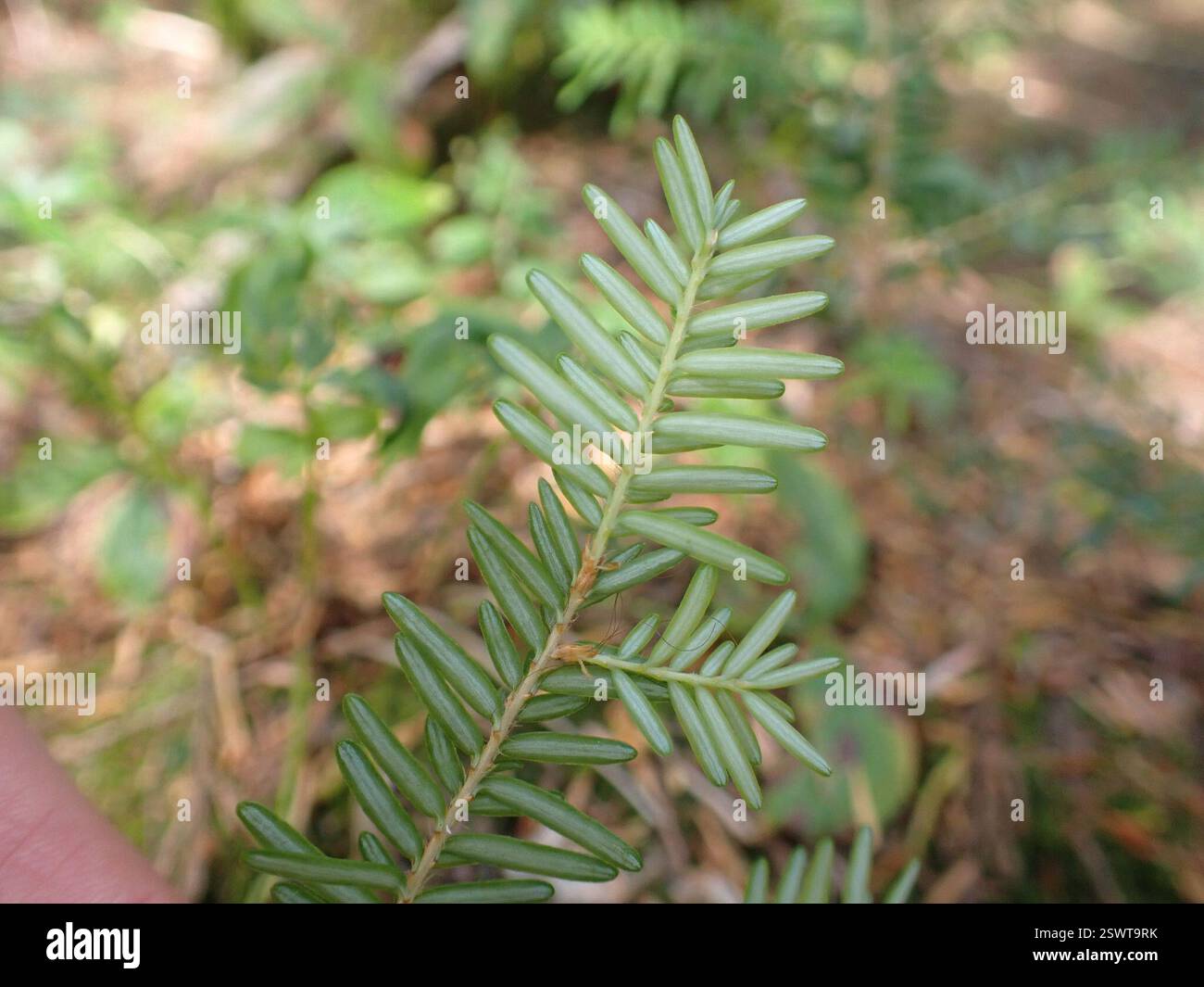 western hemlock (Tsuga heterophylla), Plantae, West Vancouver, BC ...