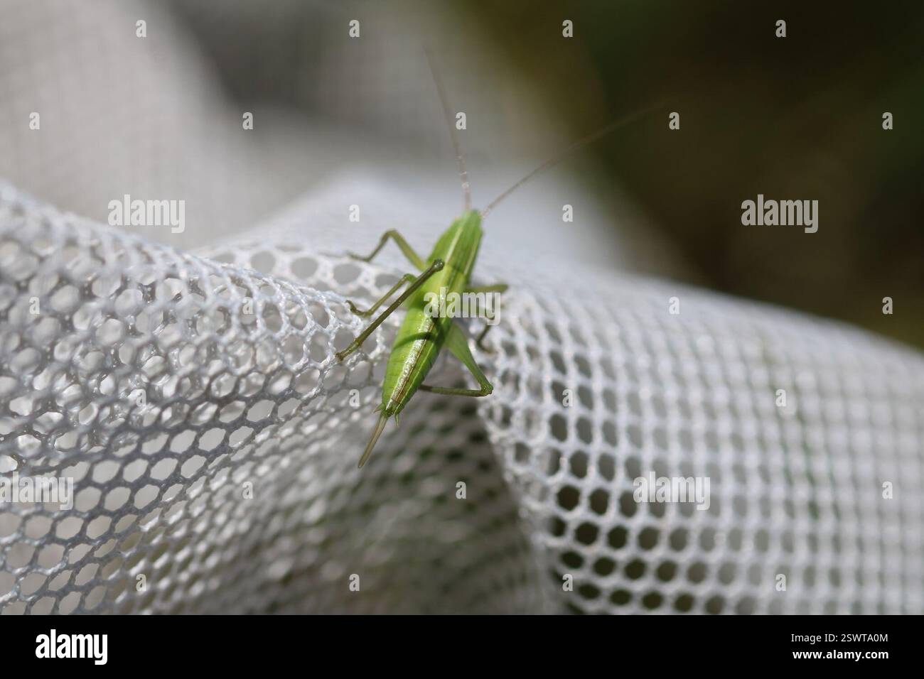 Large Conehead (Ruspolia nitidula), Insecta, La Frette, France Stock ...