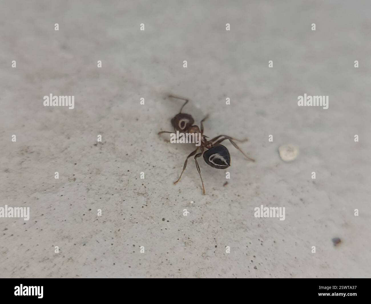 Acrobat Ants and Cocktail Ants (Crematogaster), Insecta, Glen Arbor, MI ...
