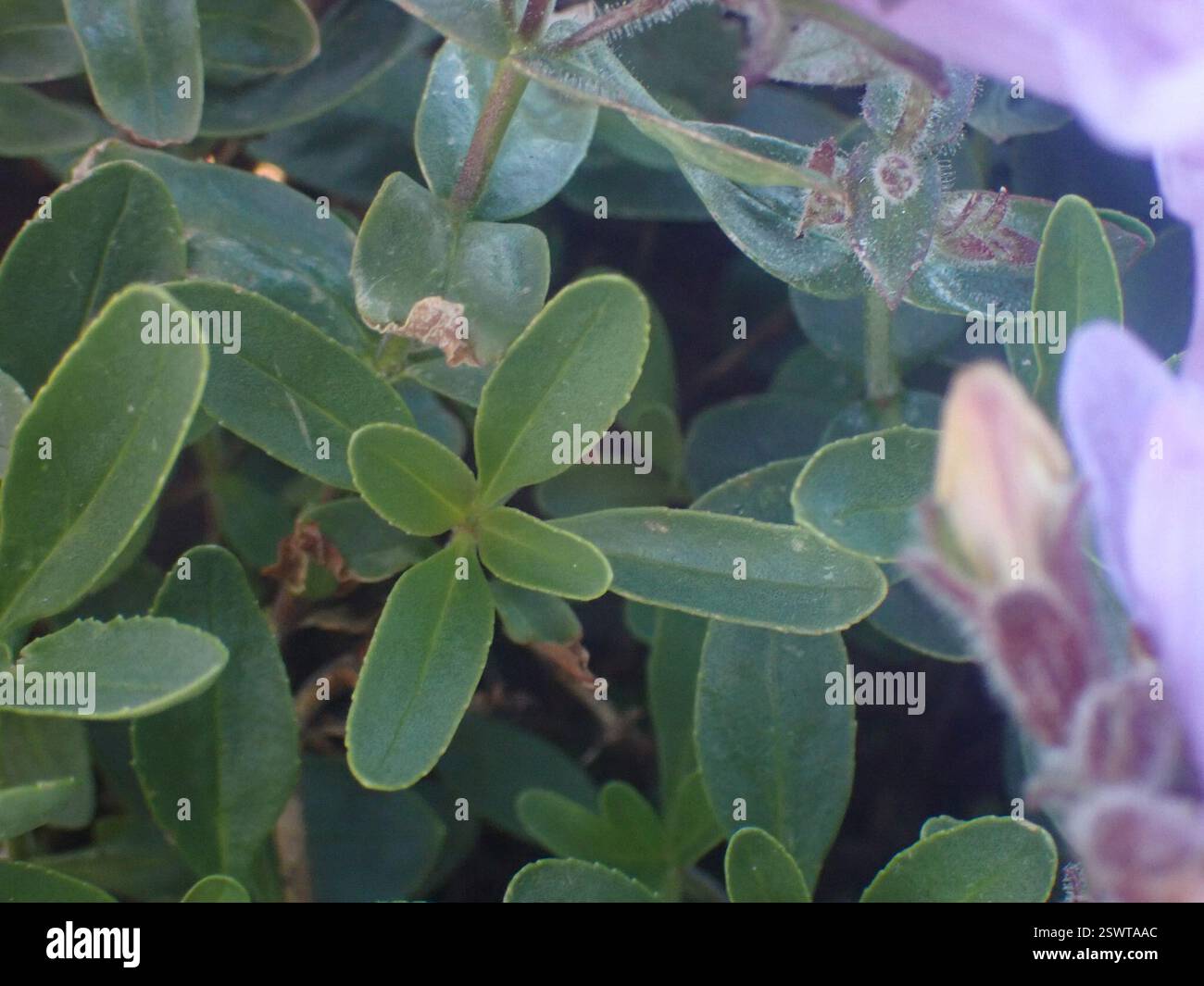 Eggleaf Beardtongue (Penstemon ellipticus), Plantae, East Kootenay, BC ...