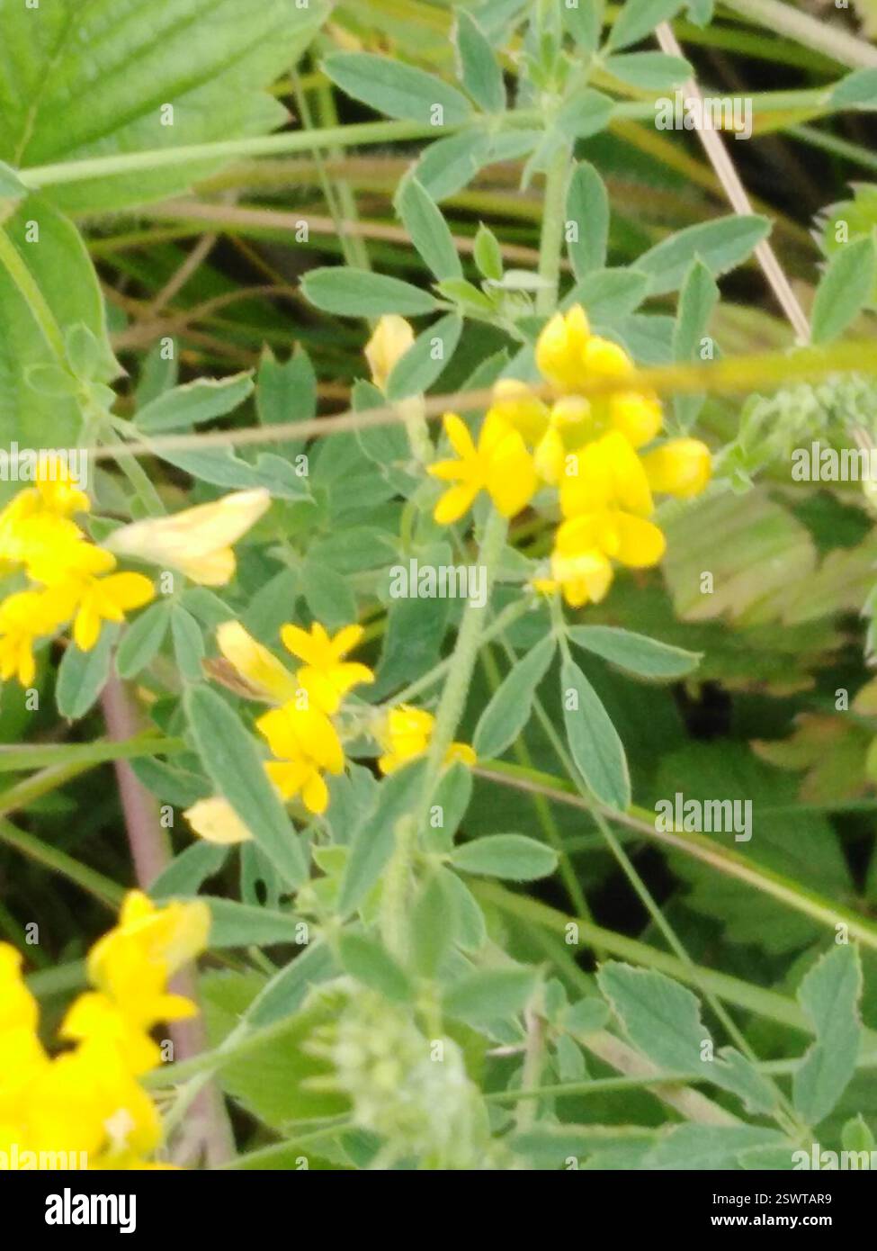 sickle alfalfa (Medicago falcata), Plantae, Иссинский р-н, Пензенская ...
