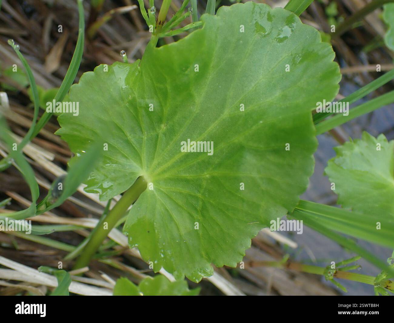 white marsh marigold (Caltha leptosepala), Plantae, Comox Valley, BC ...