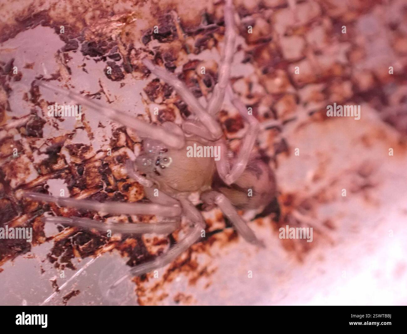 (Callobius pictus), Arachnida, Greater Vancouver, CA-BC, CA, Appeared ...