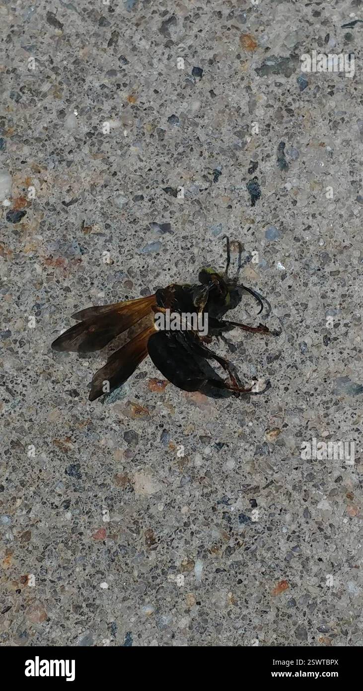 (Tachytes guatemalensis), Insecta, Monmouth County Library-Headquarters ...