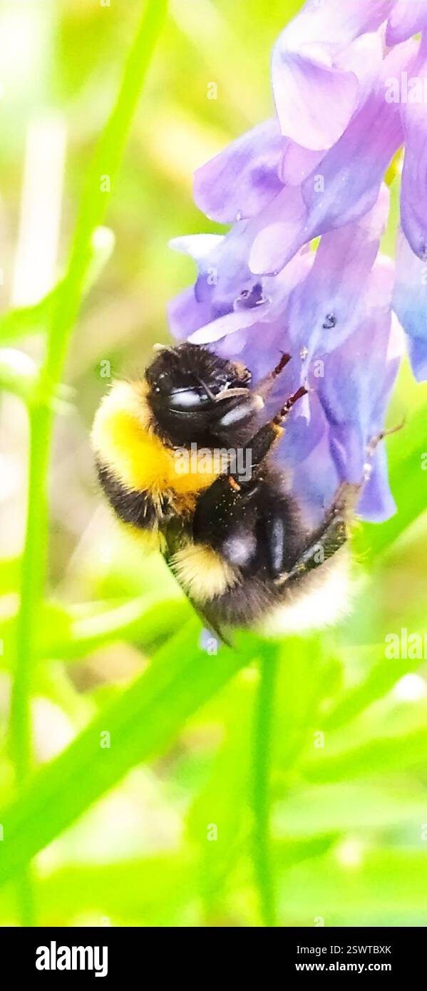Bombus paradoxus hi-res stock photography and images - Alamy
