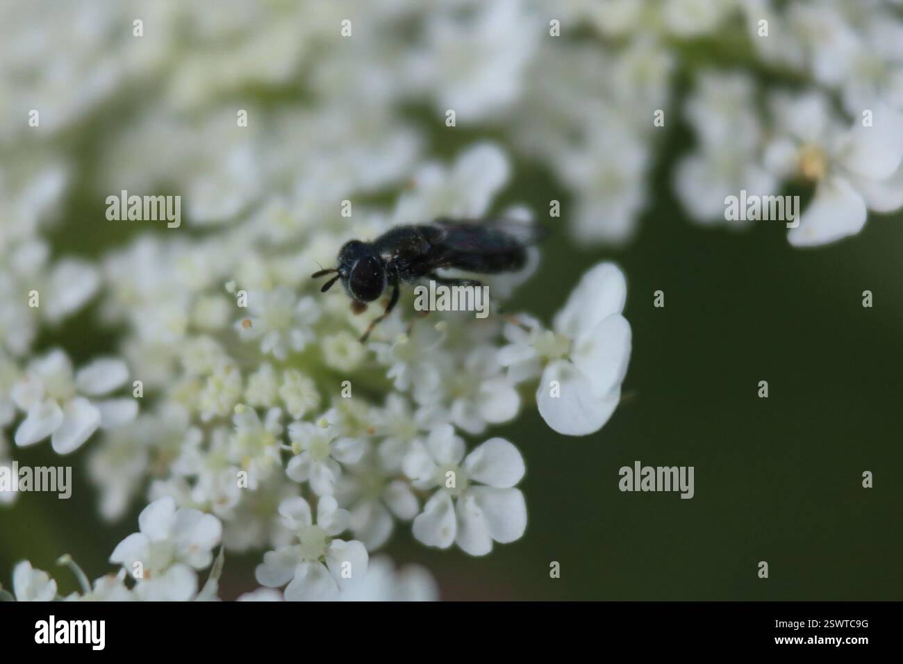 Pitheads & Kin (Pipizinae), Insecta, Medway, London, ON, Canada Stock ...