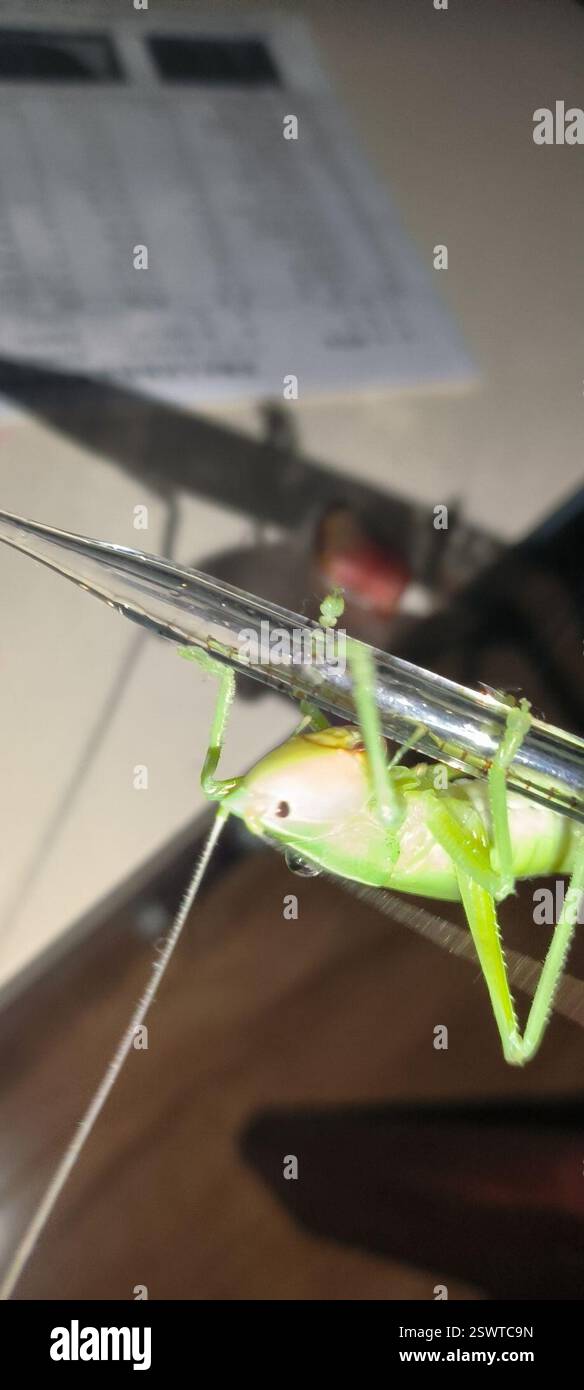 (Pseudorhynchus crassiceps), Insecta, Xuancheng, CN-AH, CN Stock Photo ...
