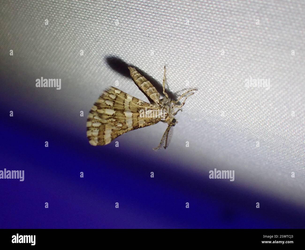 Green Broomweed Looper Moth (Narraga fimetaria), Insecta, Val Marie No ...