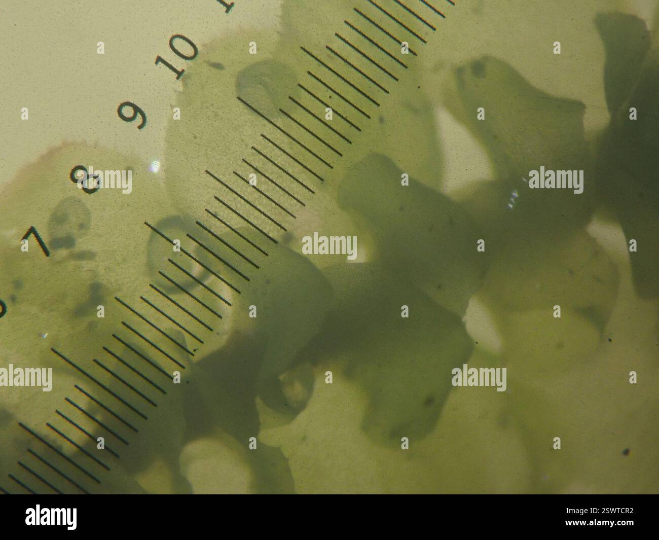 Grove Earwort (Scapania nemorea), Plantae, Wendell, MA, USA, Specimen ...