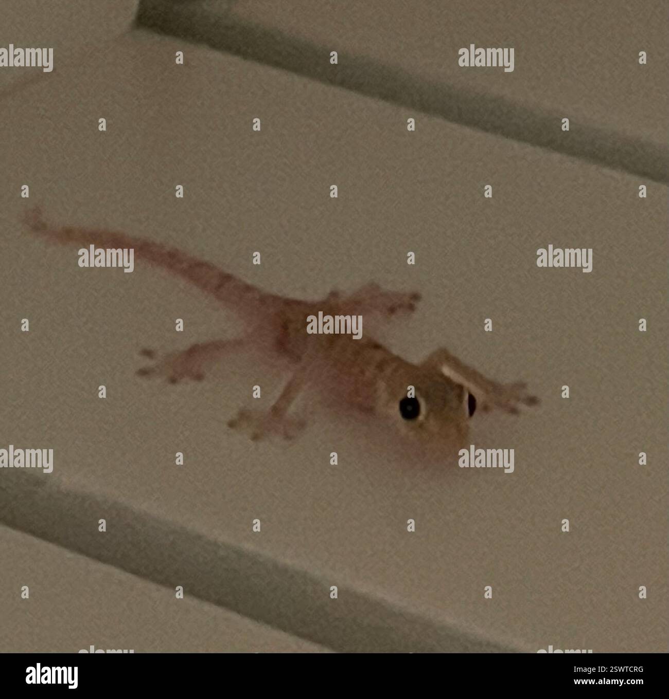 Yellow Fan-fingered Gecko (Ptyodactylus hasselquistii), Reptilia ...