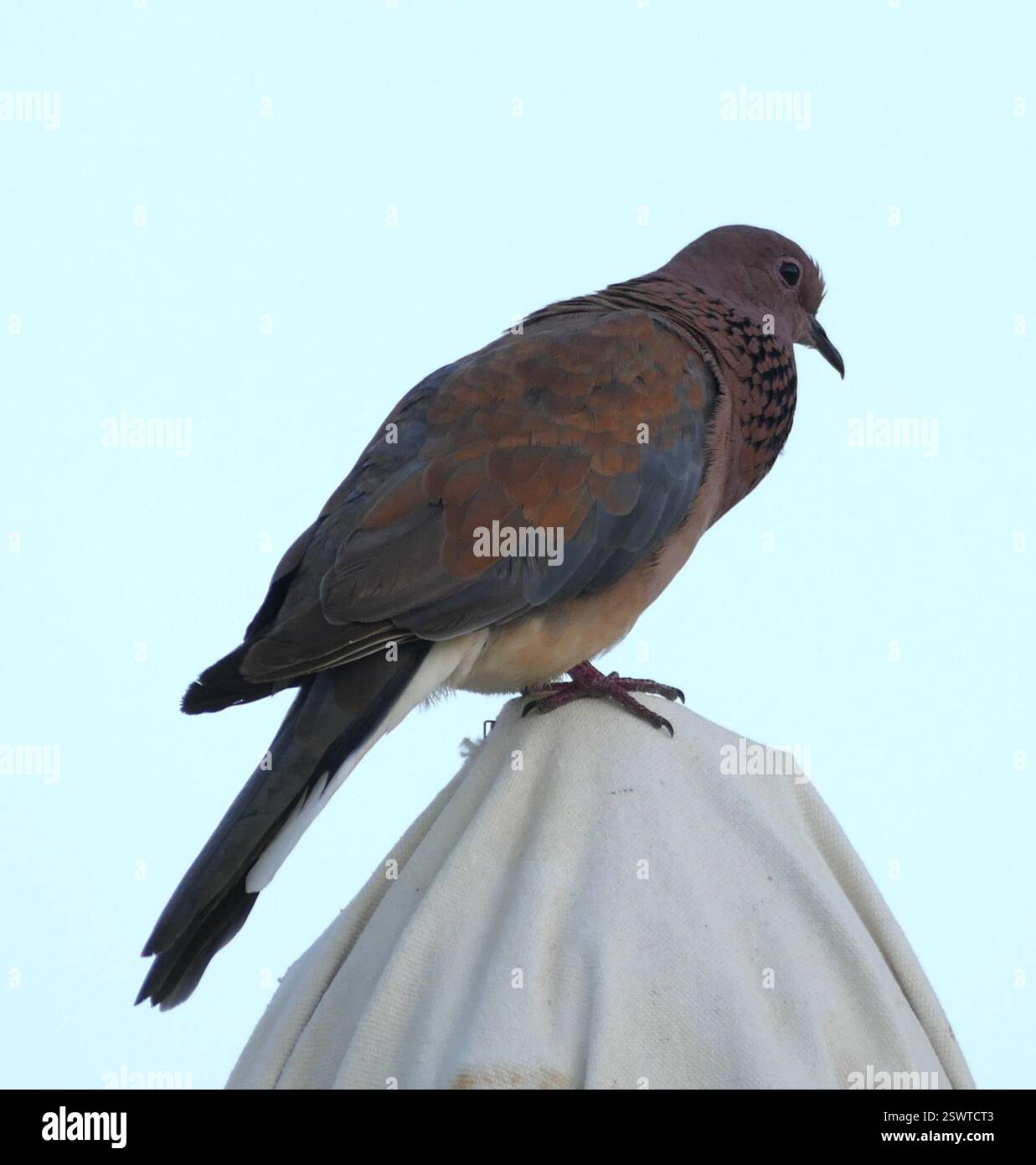 Laughing Dove (Spilopelia senegalensis), Aves, Hilton Marsa Alam Nubian ...
