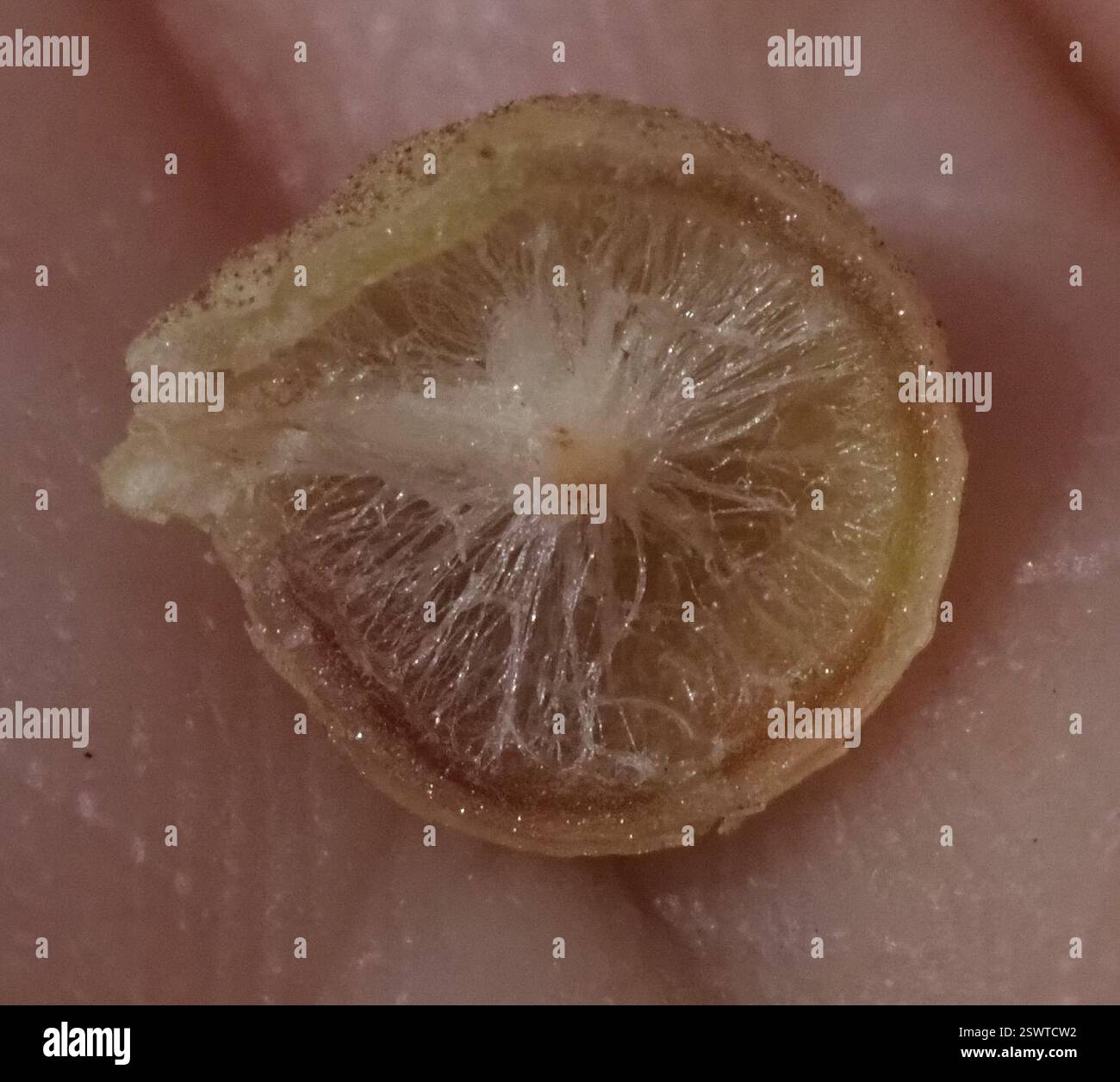 Pear Gall Wasp (Cynips maculosus), Insecta, Forest Ranch, CA 95942, USA ...